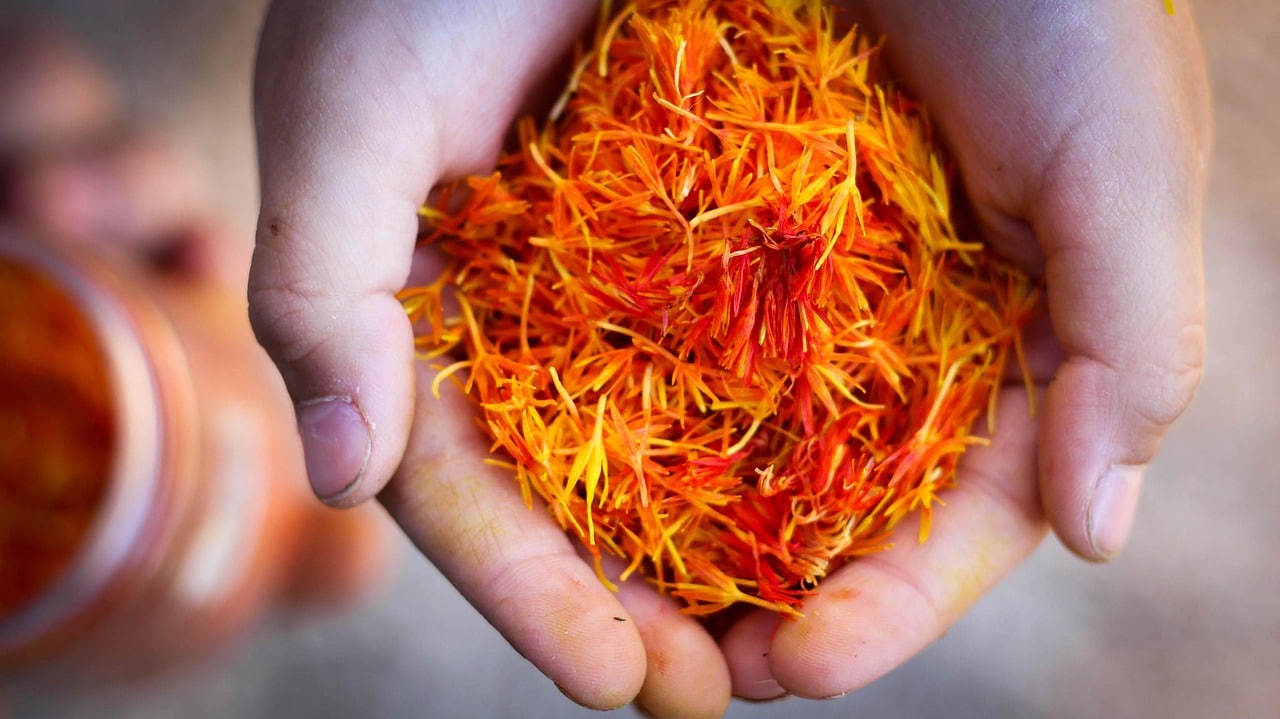 Le safran, de la fleur au pistil : secrets de culture et de récolte - L ...